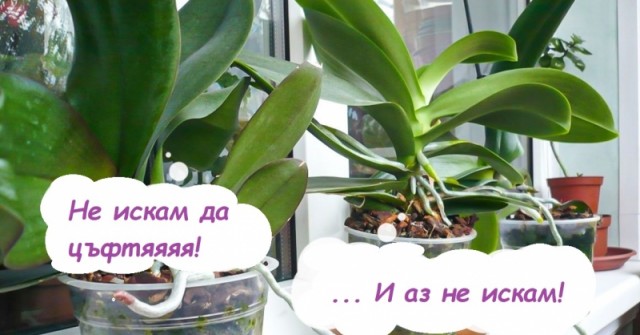 Защо орхидеята не цъфти Неочаквани и очевидни причини За Жената