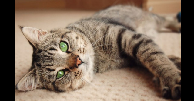 Пет неща които вашата котка знае за вас но вие не знаете за себе си За Жената