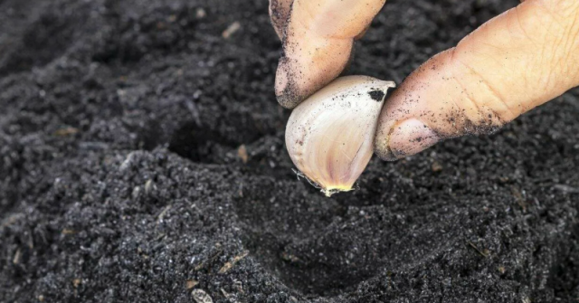 Съседката ми се смя като разбра с какво си подхранвам чесъна а след това започна да прави